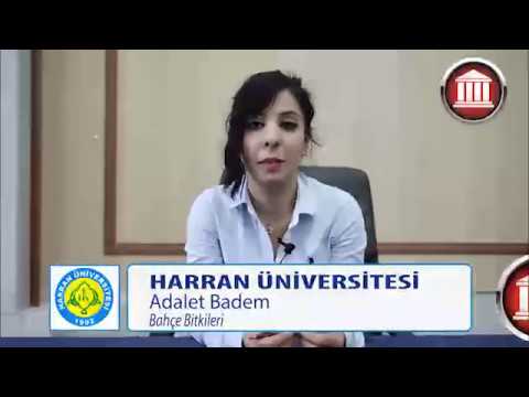 Bahçe Bitkileri Bölümü 1 | HARRAN ÜNİVERSİTESİ