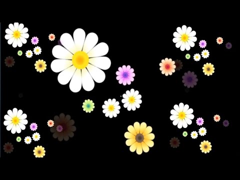 flower falling black screen effect background video HD | Black screen ...