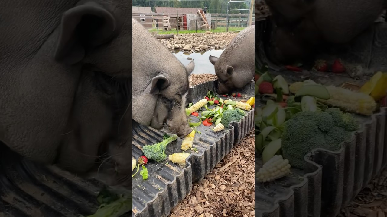 Pigs are great at cleaning up leftovers #hobbyfarm #pig #pigs # ...