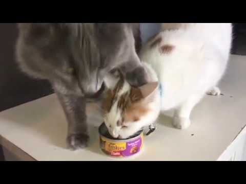 Cats fight over canned food - YouTube