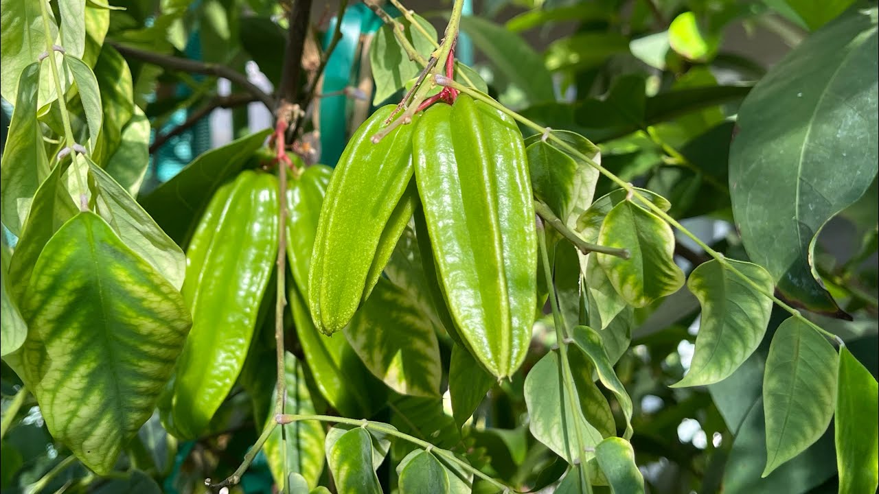 Growing Star Fruit In-Ground in Las Vegas - YouTube
