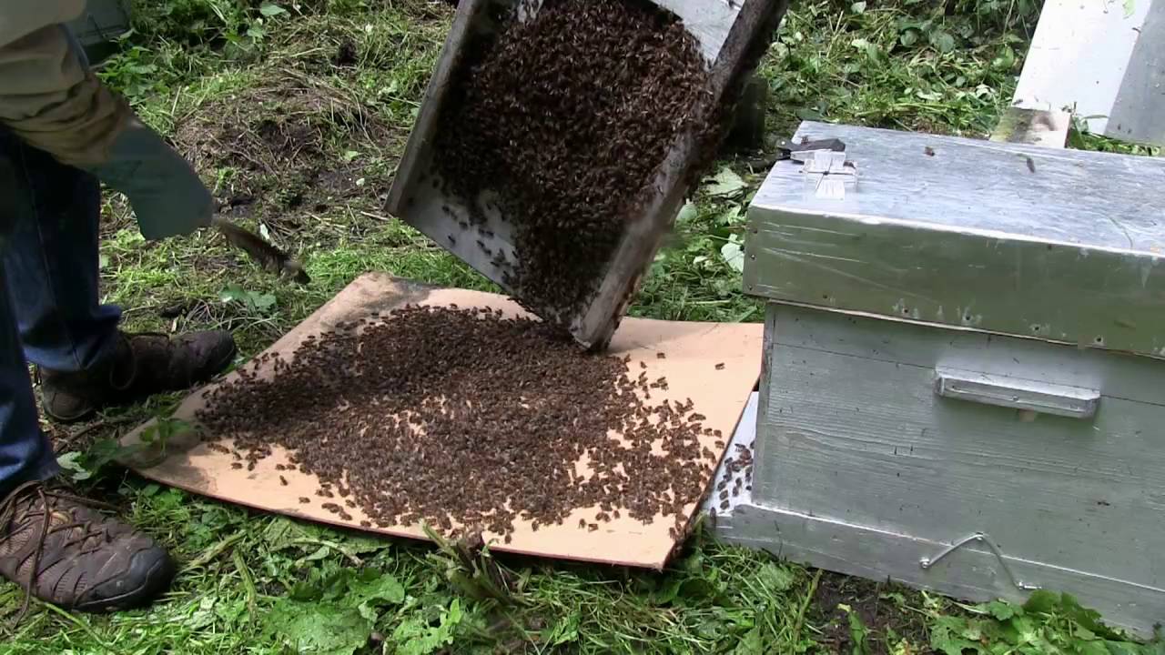 Abeilles. Essaim installé au dessous d'une ruche - YouTube
