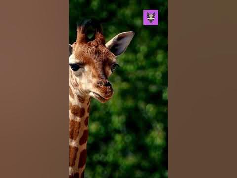 Jazzy Giraffes: These guys are swinging the sweet beats🎷 #shorts - YouTube