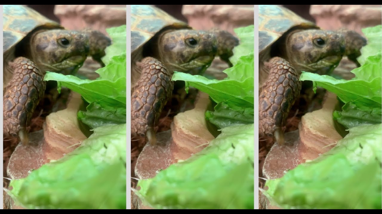 Study Music - Chill Vibes with Tortoise Eating Lettuce - YouTube