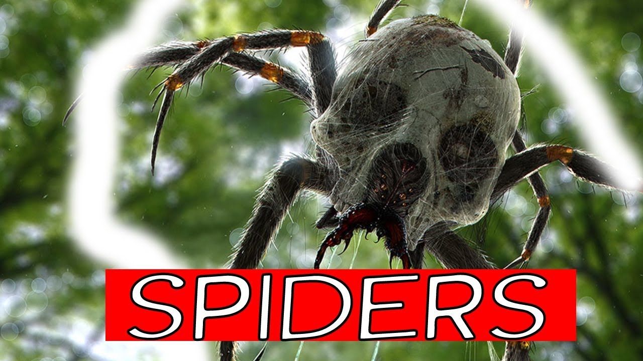 Can Spiders Eat Humans? - YouTube