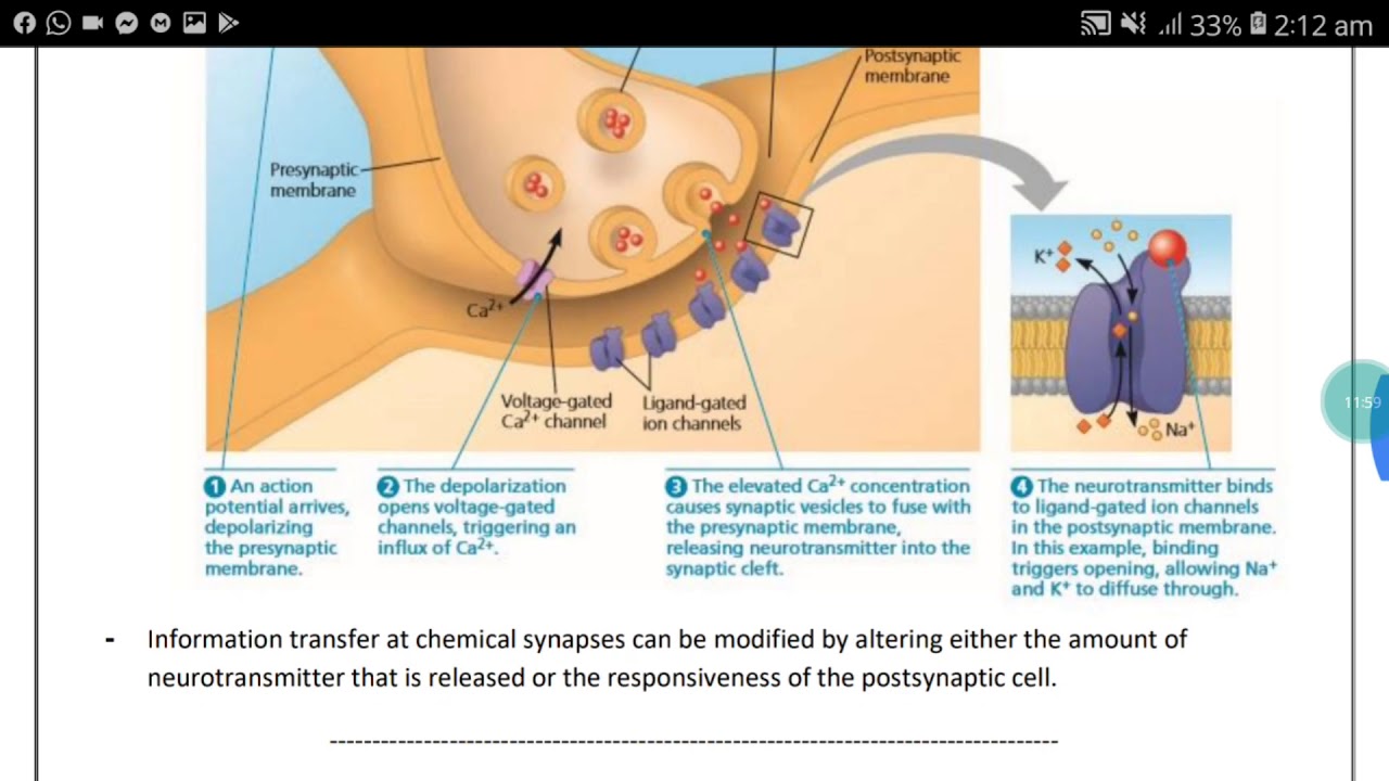 CH.48 Electrical Signals in Animals-part3 - YouTube