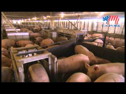 U.S. Pork - Sustainable Pork Production - YouTube