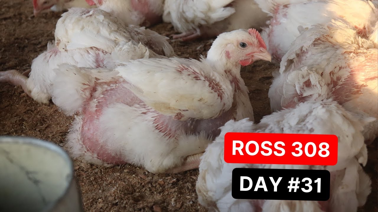 Day 31 | what to expect raising Ross 308 broilers - YouTube