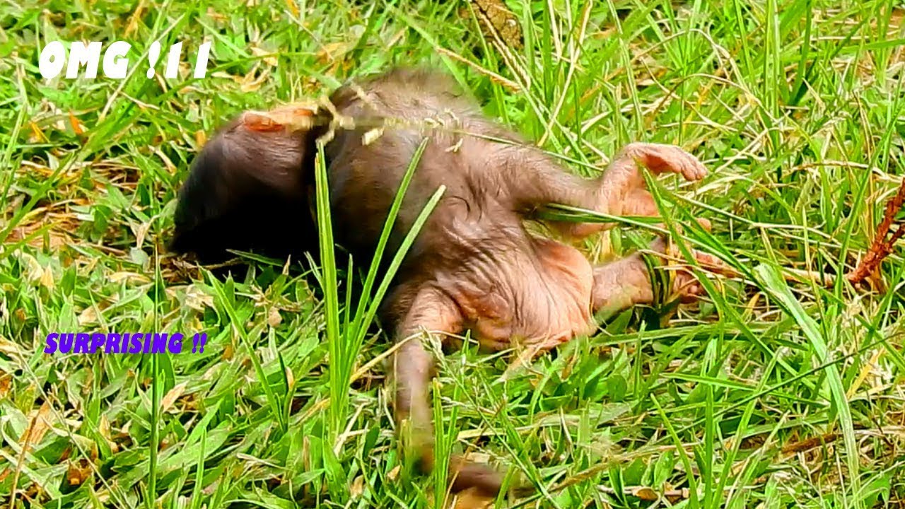 Fantastic Lizza, This Baby Monkey Make Me & Mom Lizzy Surprising, Most ...