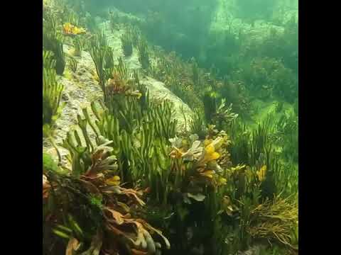 Underwater- Burra rock pool in October - YouTube