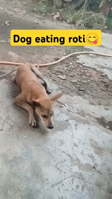 dog eating roti bread😎#shorts #youtubeshorts - YouTube