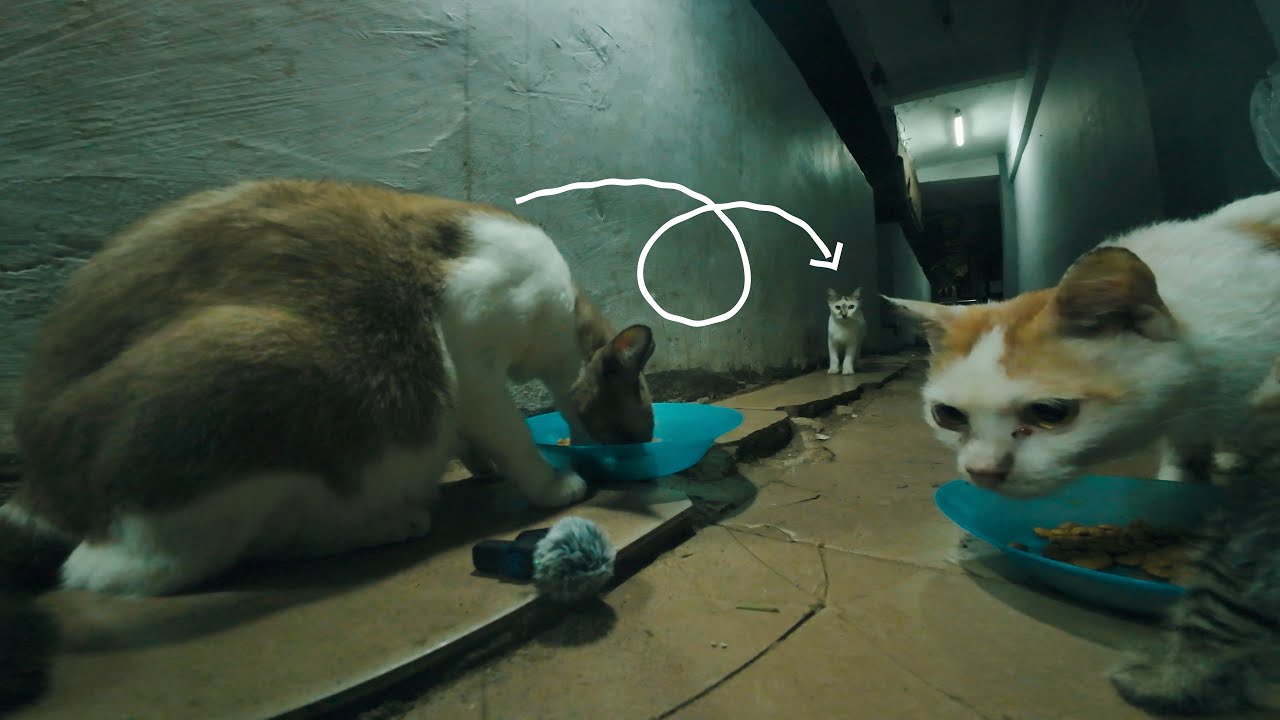 There's always a cat that comes late - YouTube