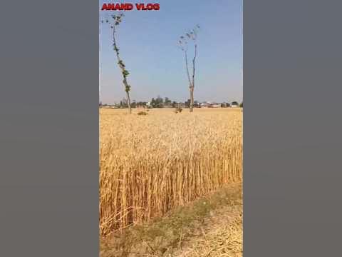 Aaj To Khet Me Pani 🤣Chalane Gye || #minivlog #shorts #shortfeed #viral - YouTube