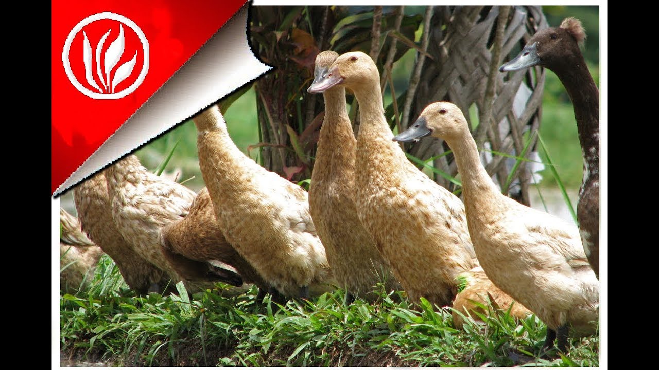 Belajar Ternak Bebek Pedaging Jenis Hibrida 40 Hari Berat 1,5 Kg - YouTube