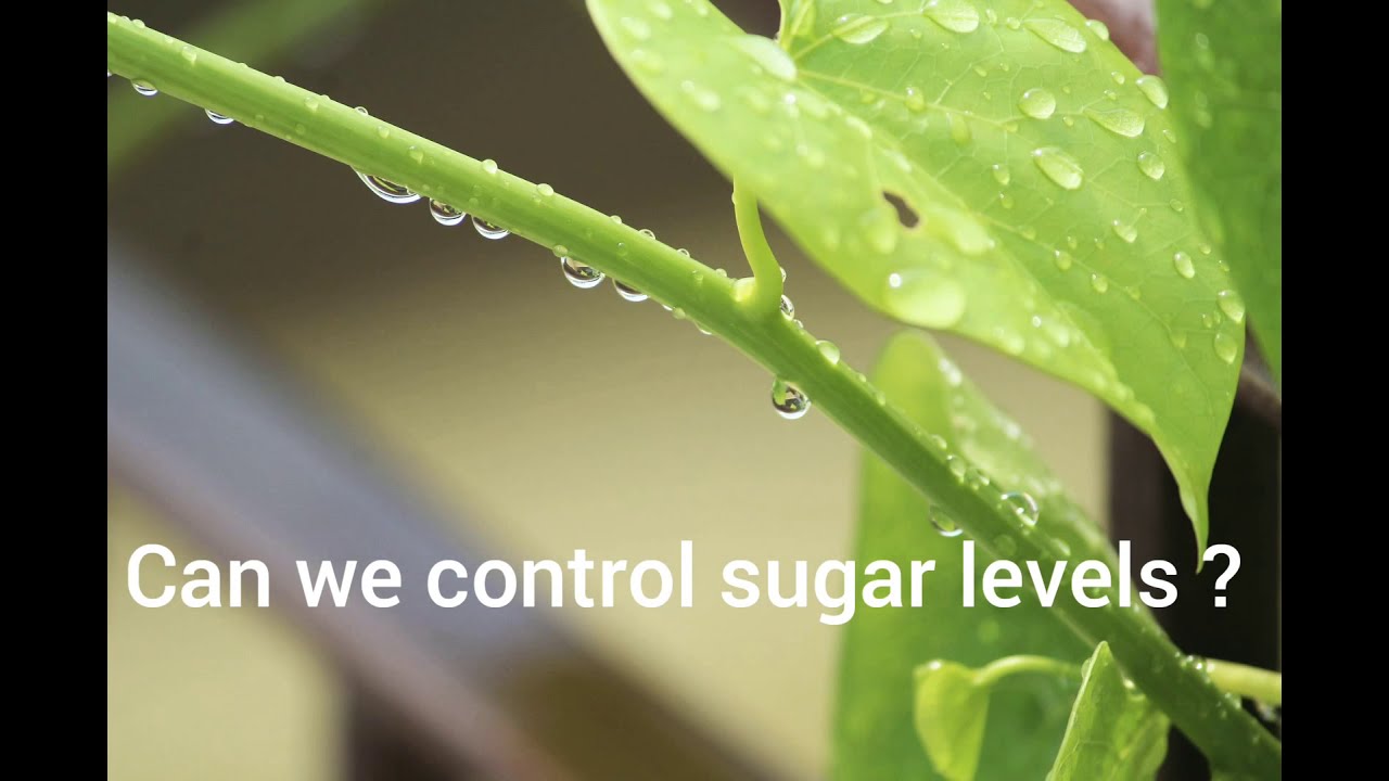 Plants that can control diabetes| herbal plantsl Medicinal plants - YouTube