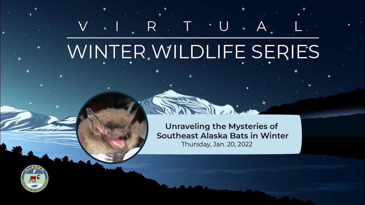 Winter Wildlife Series: Unraveling the Mysteries of Southeast Alaska ...