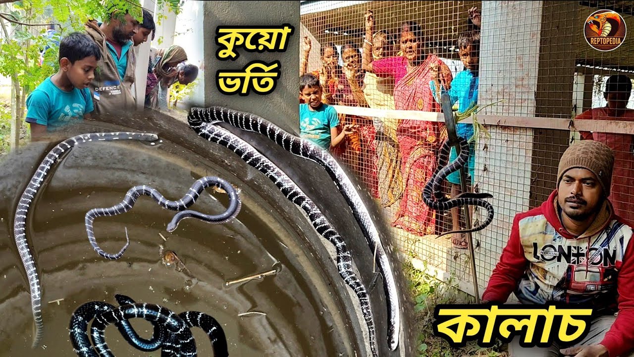 জোড়া কালাচ উদ্ধার করলাম শীতের সকালে | Couple of Krait | snake video ...