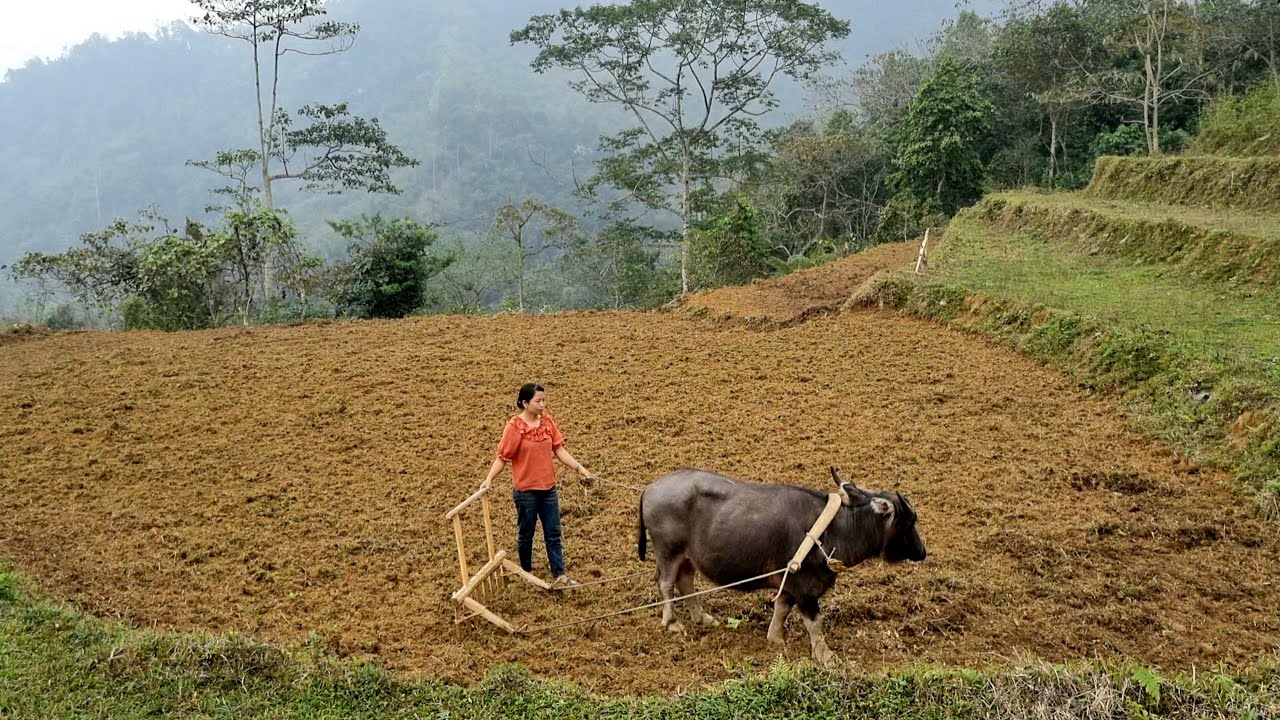 How to improve abandoned farmland for farming & Daily life -Ep.41 - YouTube