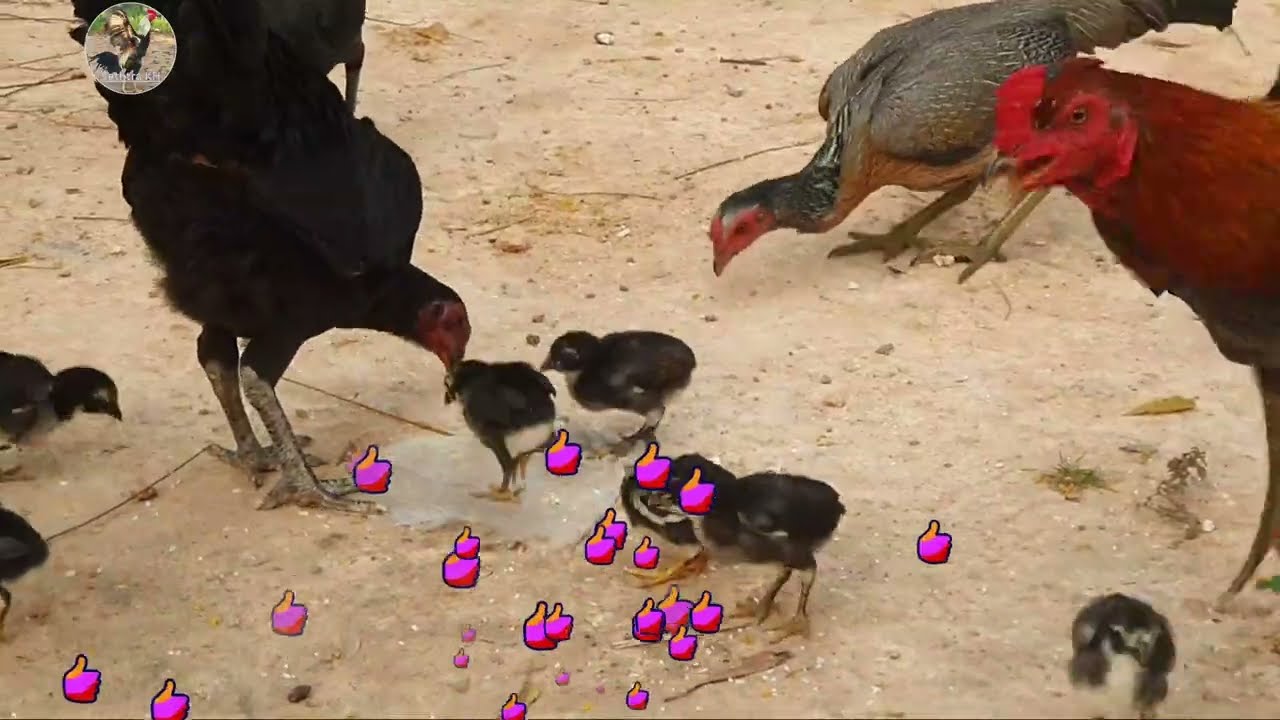 Feeding chickens and capture my youngster rooster wants to challenge ...