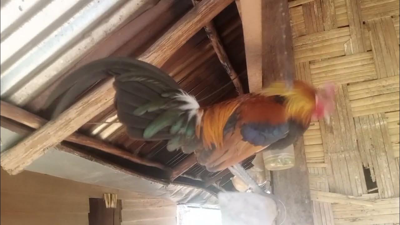 noob qaib tuaj Zoo nyiam nug tau nawb - YouTube