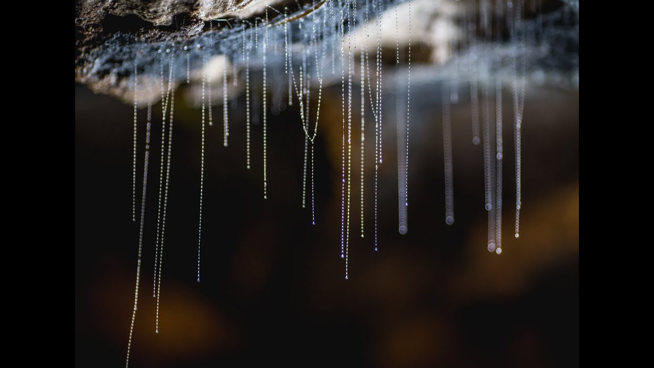 In a Glow Worm Cave In New Zealand Bioluminescent Worms Hang from Silk ...