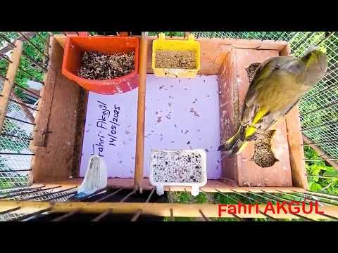 Fahri AKGÜL - Flurya Huylandırma 206