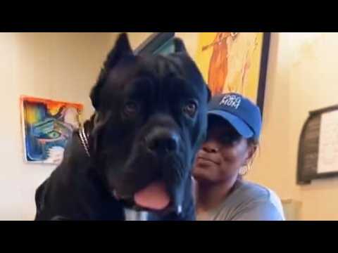 This 160lb Cane Corso Was Raised to Fight—The Woman Who Saved Him Never Expected What Came Next