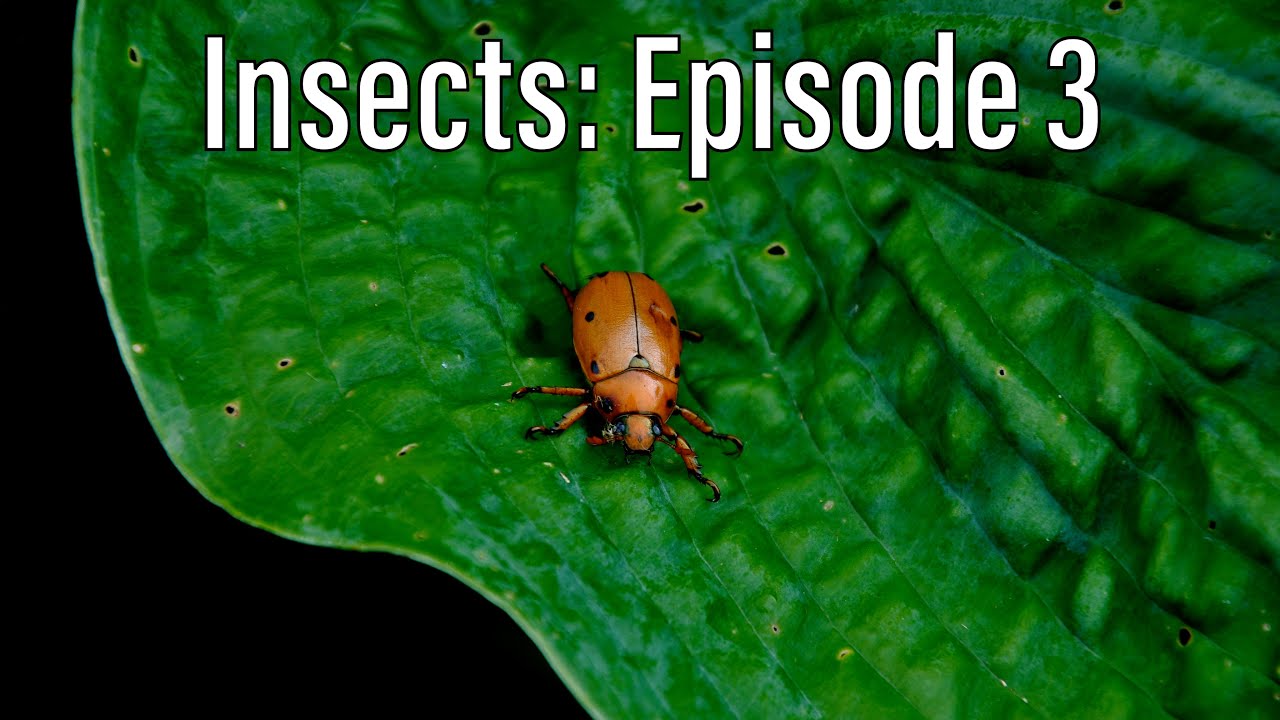 Insects: Video 3 - YouTube