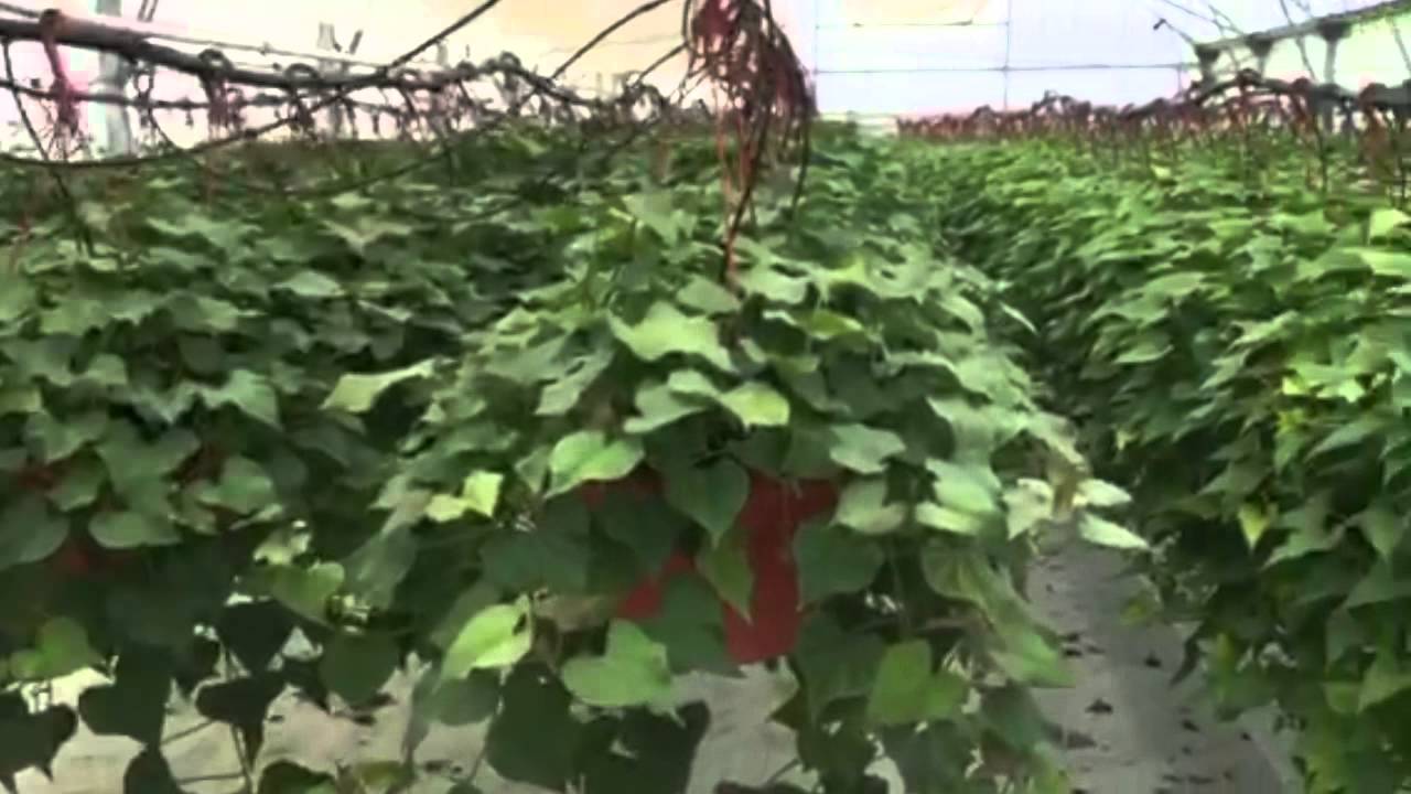 Kaipara Kumara Seedlings - YouTube
