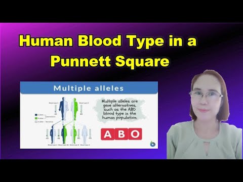 HUMAN BLOOD TYPE IN A PUNNETT SQUARE - YouTube