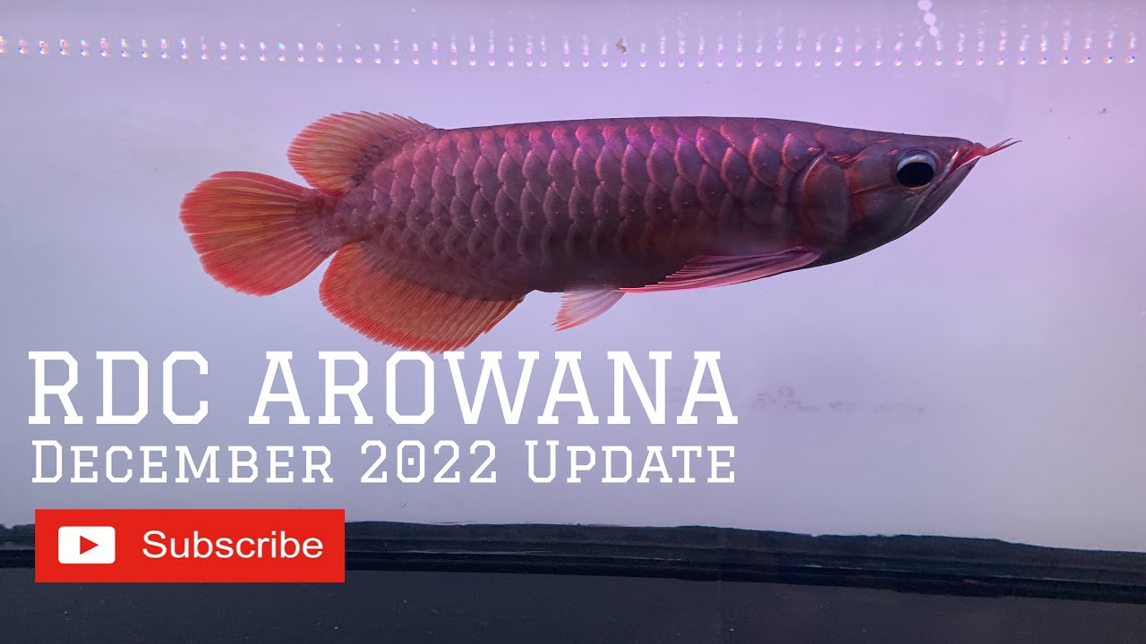 VLOGMAS 2022 | DAY 20 | MY AROWANA UPDATE (HD) | V0351 - YouTube