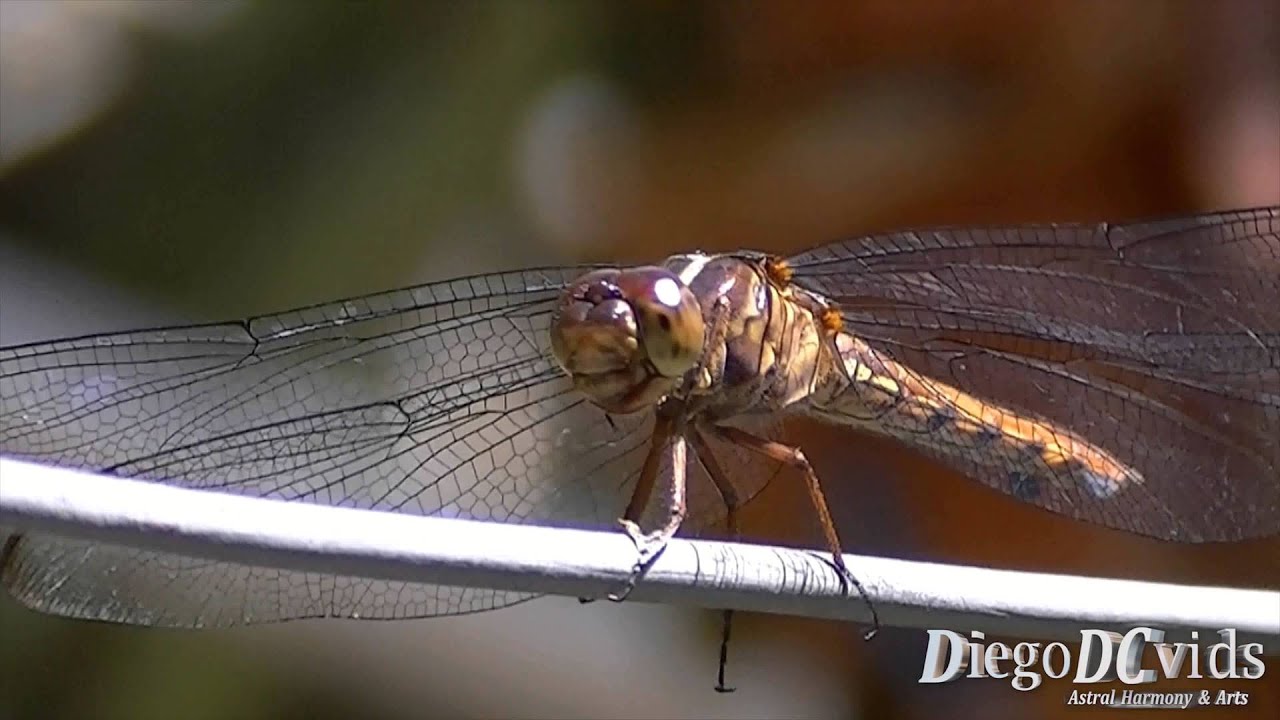 Dragonfly species (Anisoptera - Libellulidae) SC, Brasil - YouTube