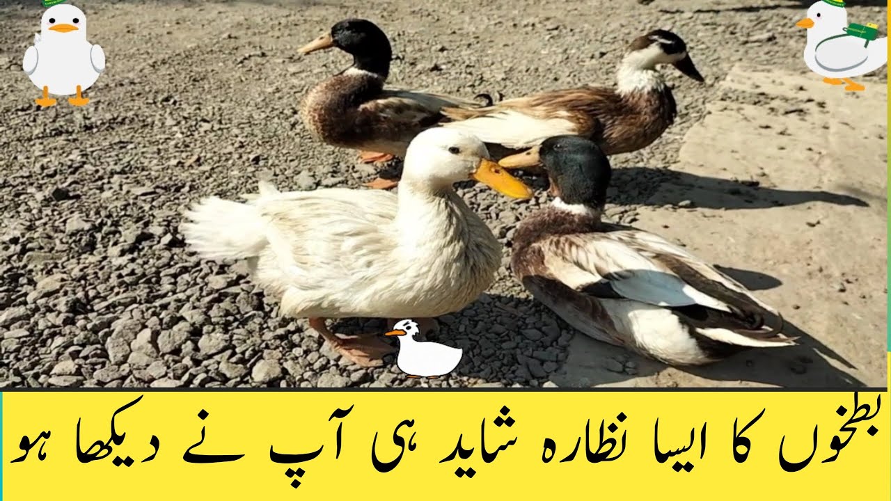 Amazing Beatiful Pekin Ducks| Cute Ducks - YouTube
