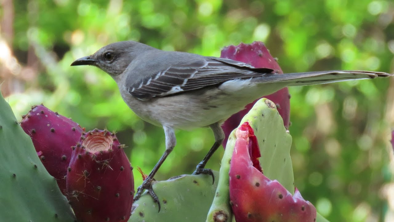 A Mockingbird on Prickly Pear Cactus - YouTube