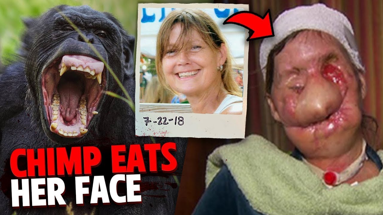 "The Terrifying True Story of Travis: The Killer Chimpanzee Who Snapped ...