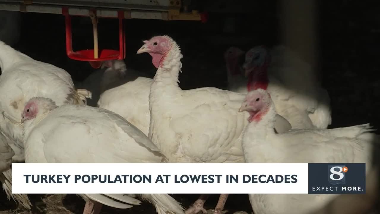 Turkey population at lowest in decades due to bird flu - YouTube