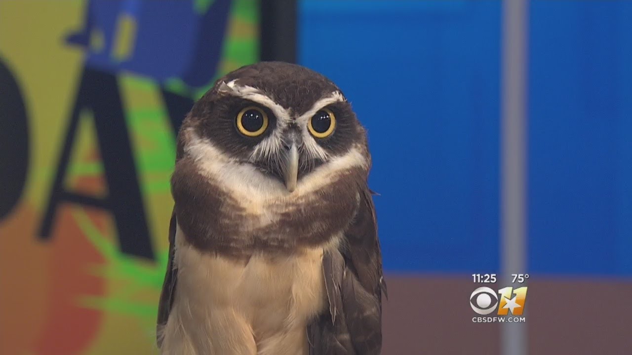 Wild Wednesday: Spectacled Owl - YouTube