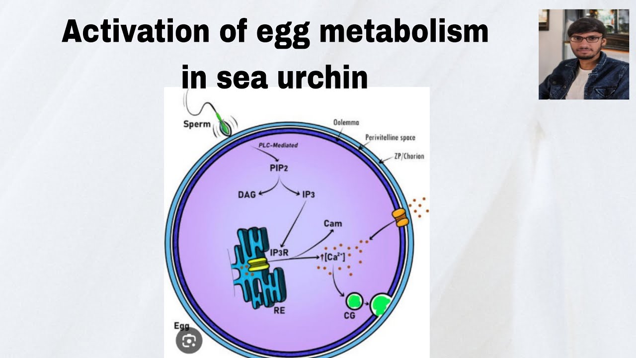 Activation of egg metabolism in sea urchin| Developmental Biology| # ...