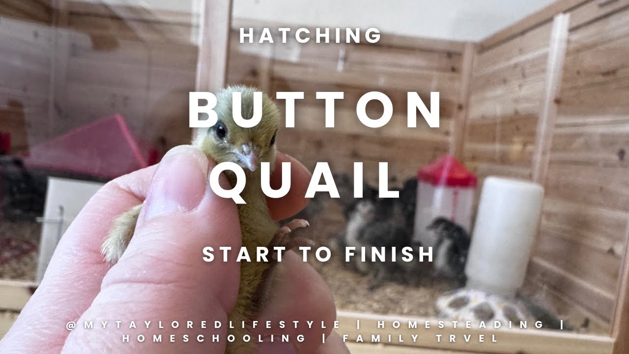 Hatching button quail from start to finish - YouTube