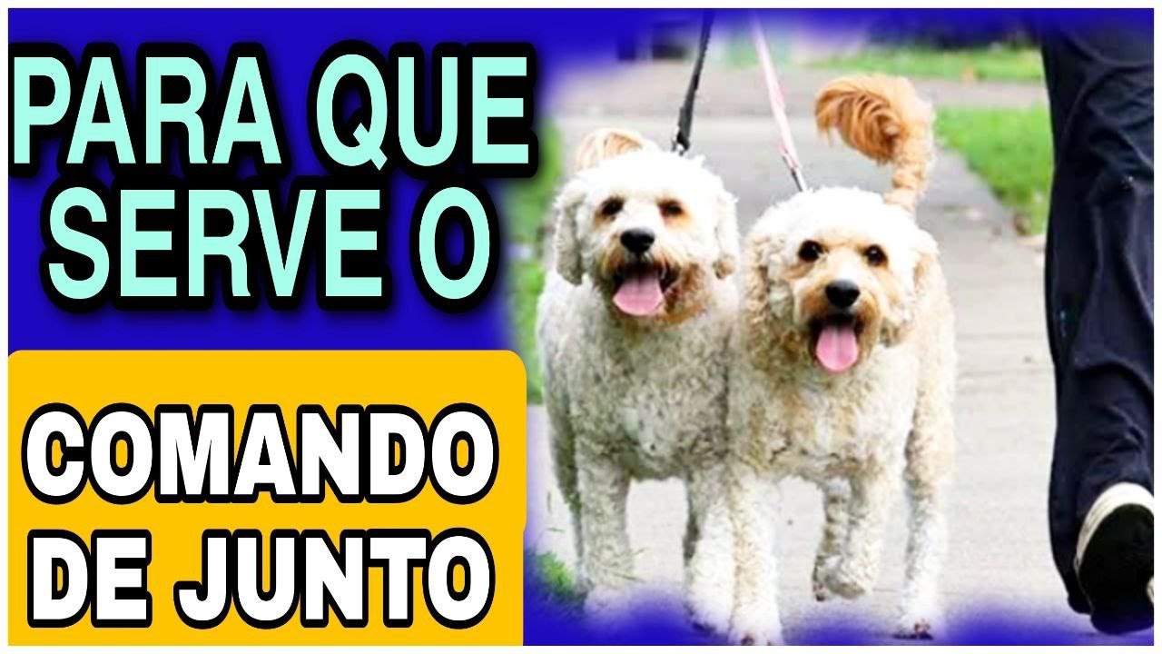 SAIBA O PORQUE O COMANDO JUNTO É IMPORTANTE NO ADESTRAMENTO DE CÃES ...