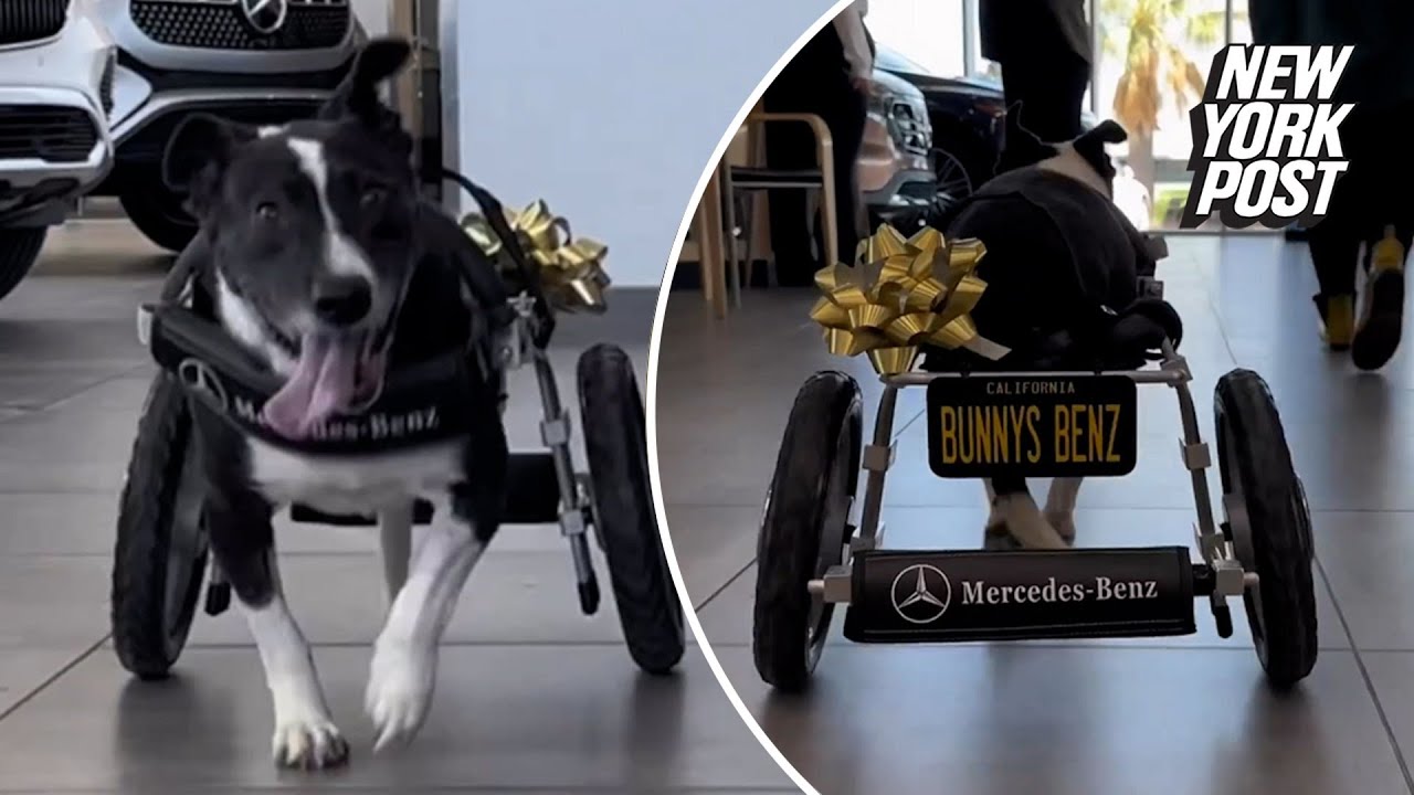Two-legged dog gifted custom Mercedes-Benz wheelchair in heartwarming ...