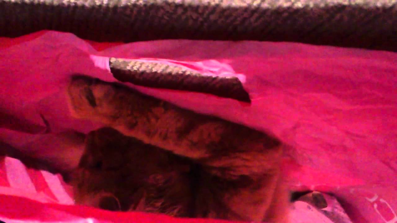 All About Tiger #001 - YouTube