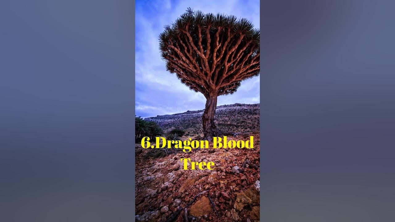 Top 10 Trees In The World top10 trending world trees viral top-10-trees-in-the-world-top10-trending-world-trees-viral