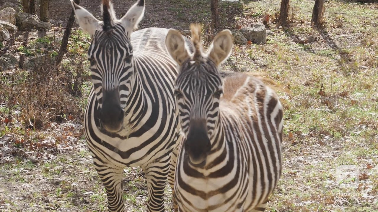 There's a new zebra in town! - YouTube