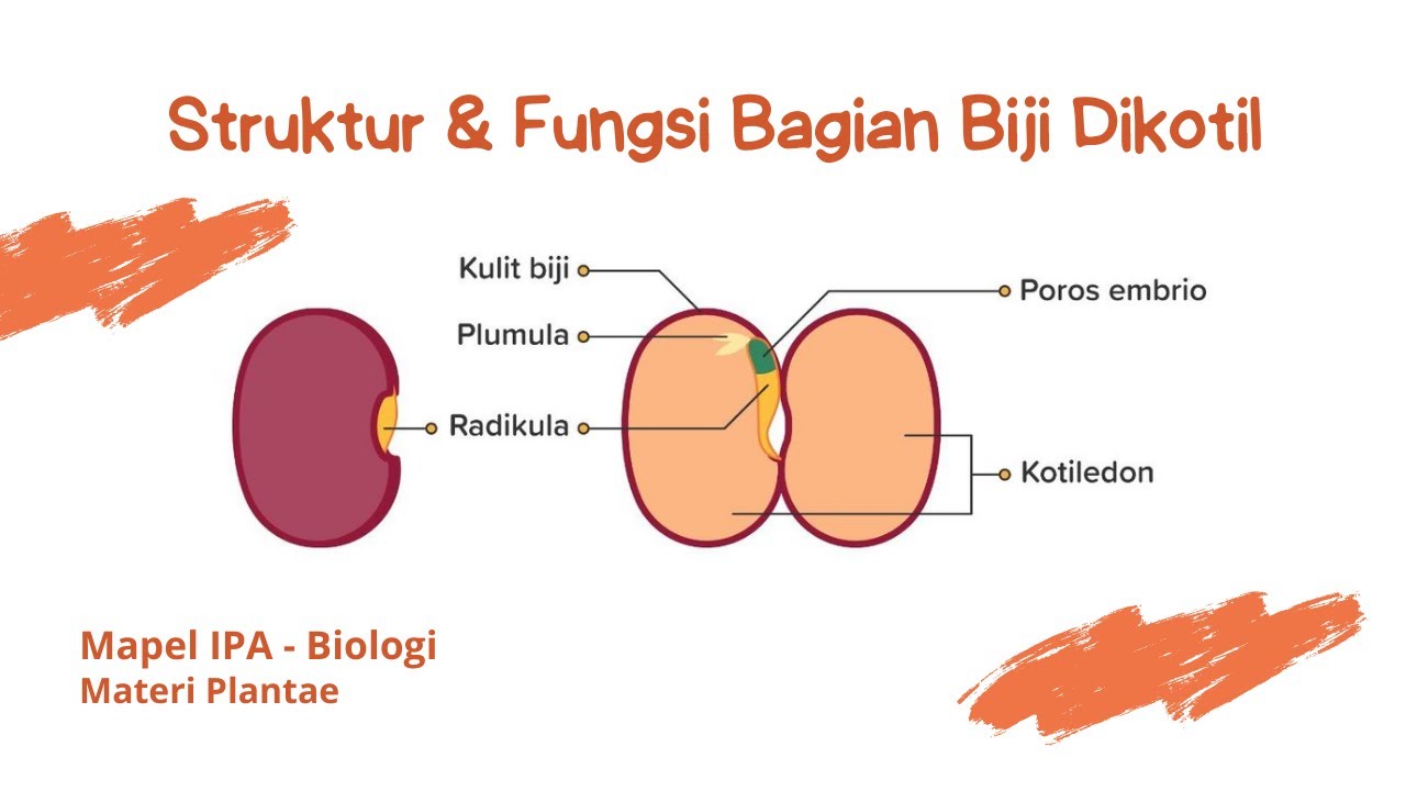 Struktur Biji Monokotil Dan Dikotil Hal Riset
