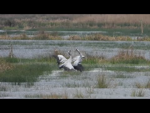 Common Cranes - Fiercely Fighting 5-Dec-2023 - YouTube