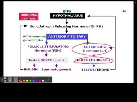 CH 22 17 Male Reproductive Hormonal Control Feedback Loop - YouTube