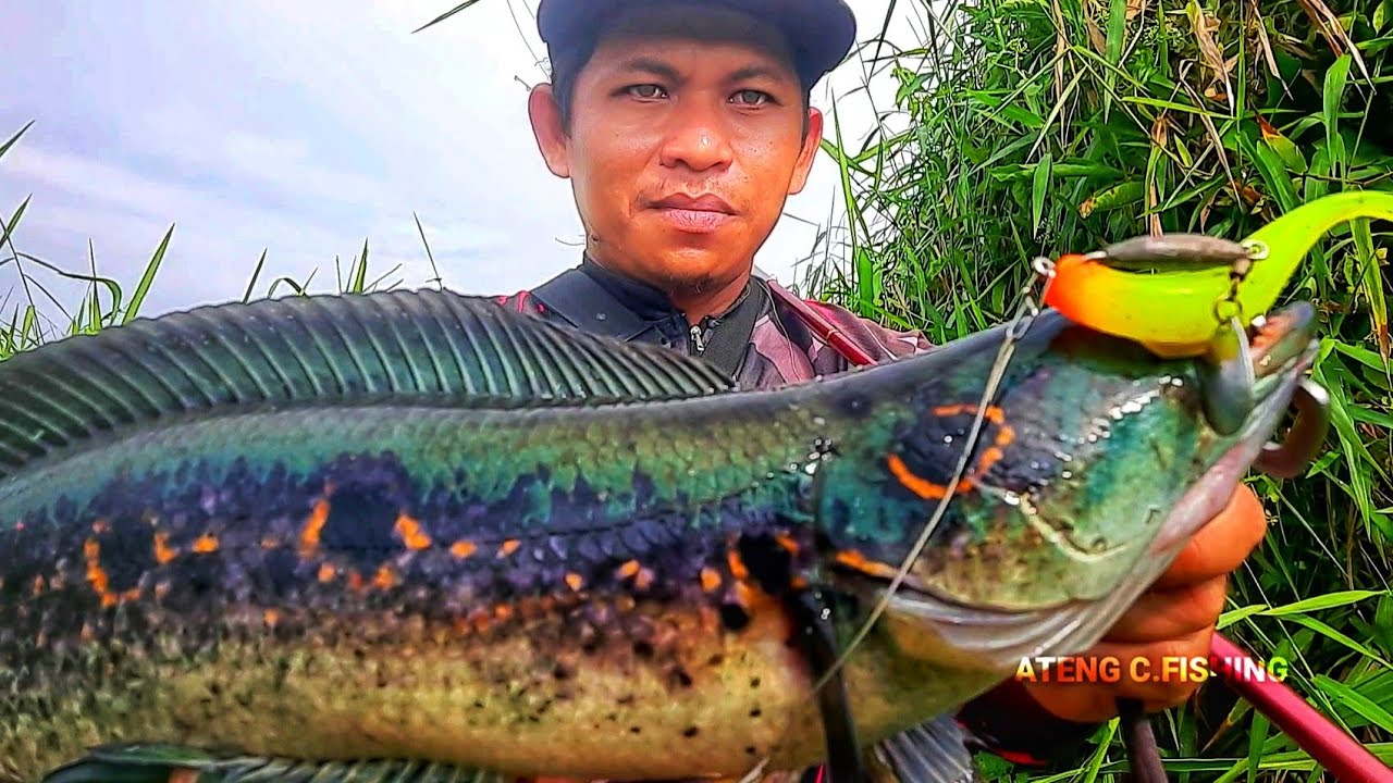 CASTING IKAN KERANDANG BESAR PAKE SOFLURE 7 CM - YouTube