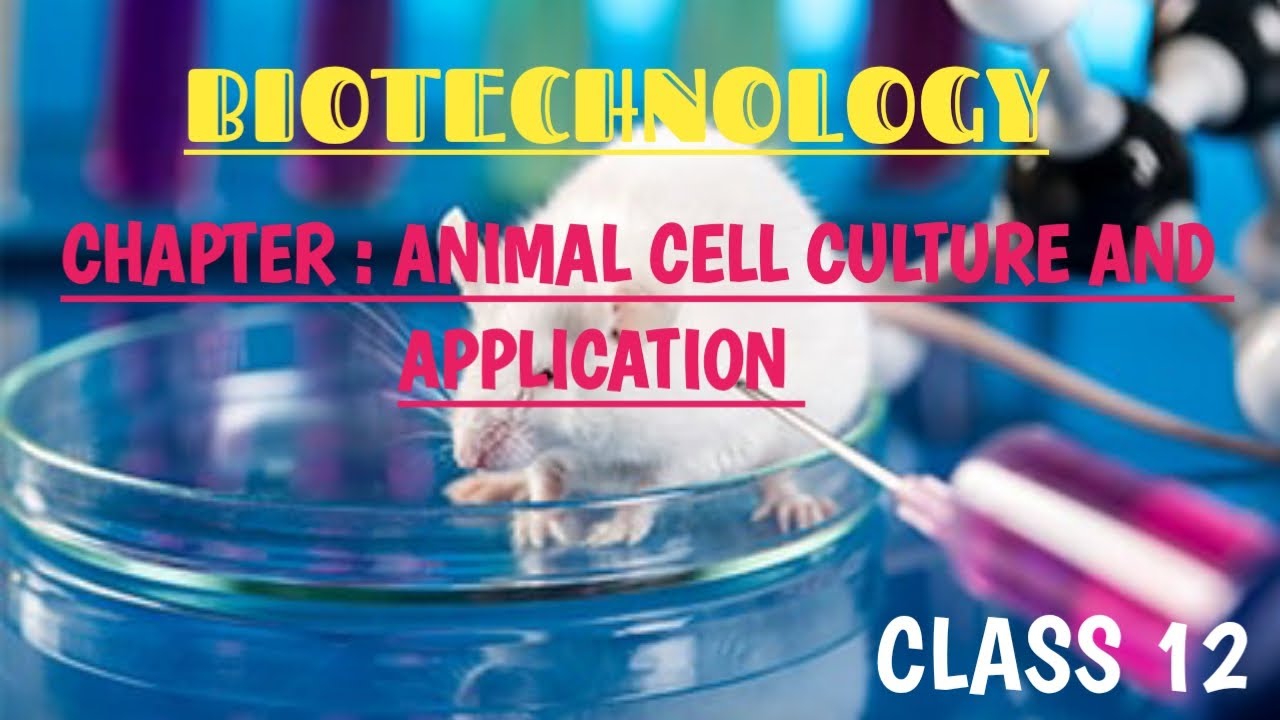 Applications of animal cell culture part-1 class 12th bio technology ...