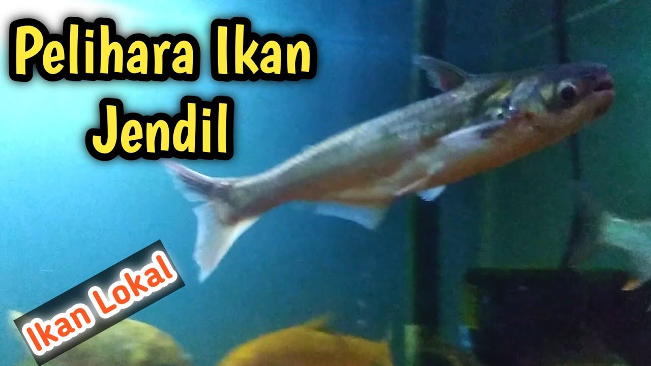 Ikan Jendil Sungai Bengawan Solo Di Akuarium | Ikan Asli Indonesia ...